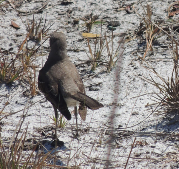 Northern mockingbird | Project Noah