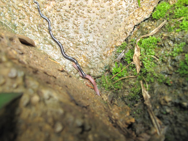Unknown Thai Hammerhead Flatworm | Project Noah