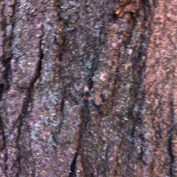 Sugar Maple | Project Noah