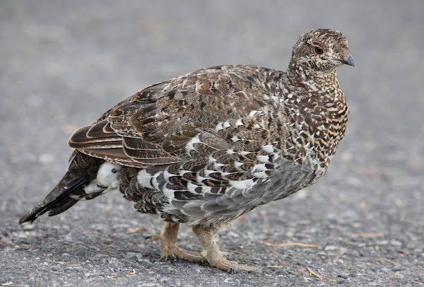 Blue Grouse | Project Noah