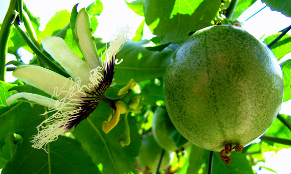 Passiflora | Project Noah