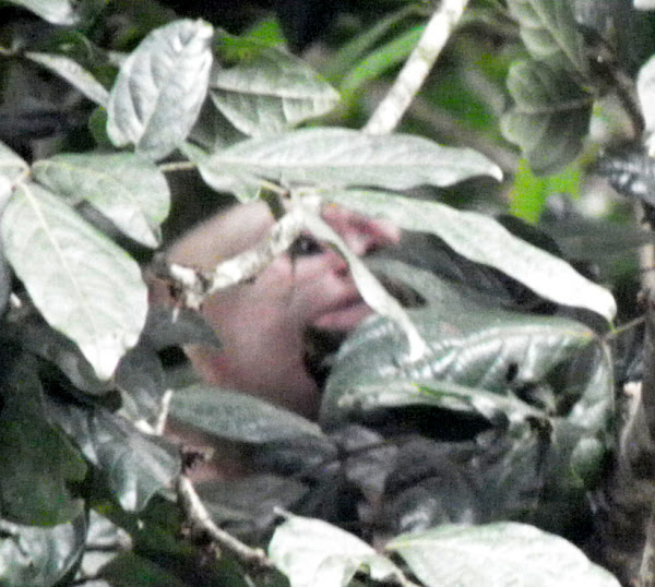 White faced Capuchin Monkey | Project Noah