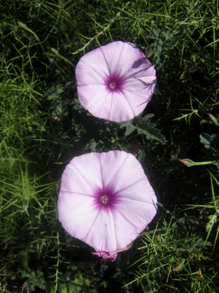 Field Bindweed | Project Noah