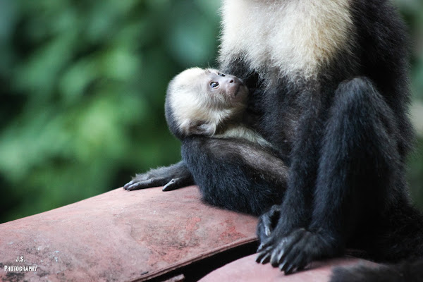 White-Faced Capuchins | Project Noah