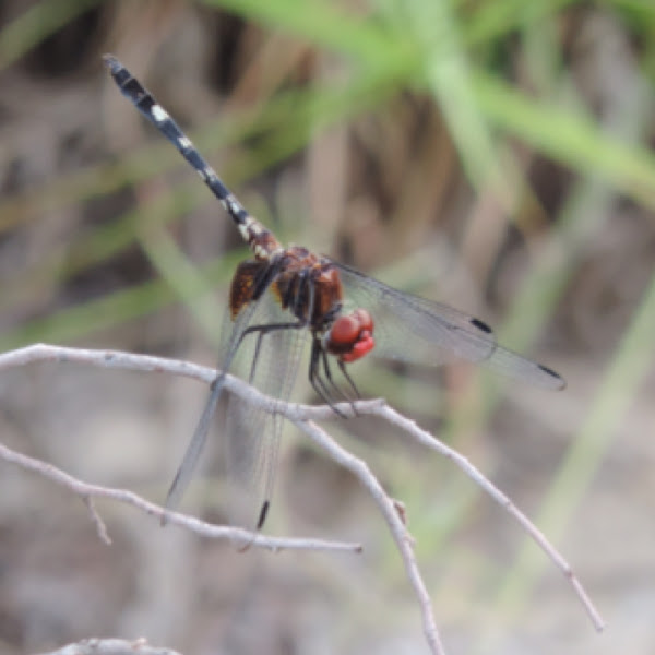 Checkered Setwing | Project Noah