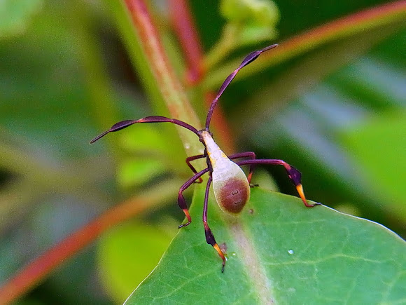 Leaf-footed Bug | Project Noah