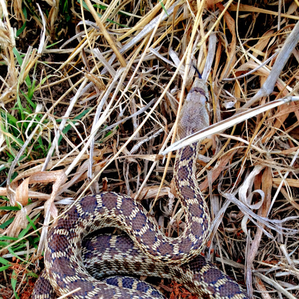 Pacific Gopher Snake | Project Noah