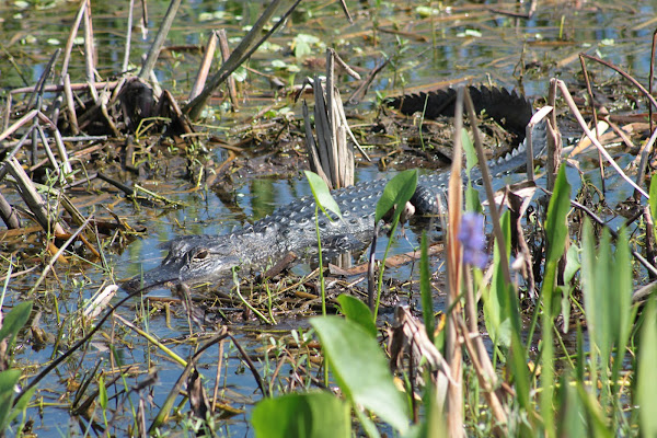American Alligator | Project Noah