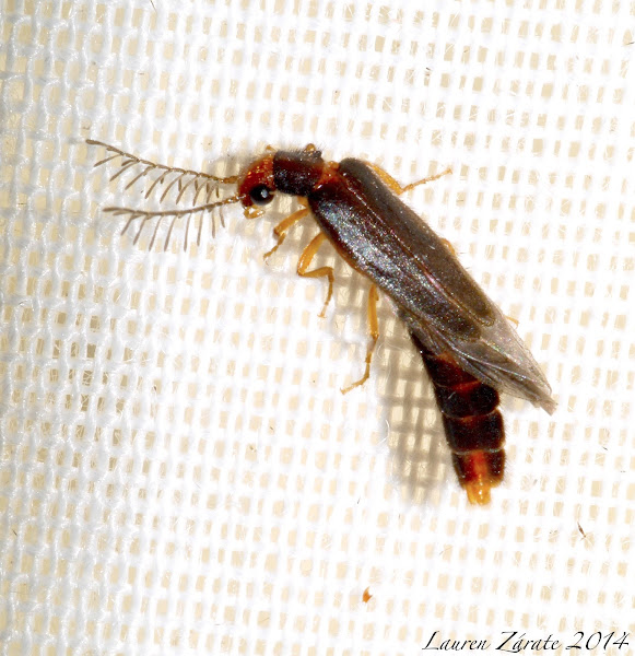 Male Glow Worm Beetle | Project Noah