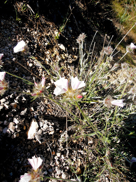 [Convolvulus lanuginosus] | Project Noah