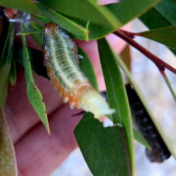 Bottlebrush Sawfly larva -molting | Project Noah