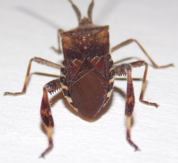 Western Conifer Seed Bug. | Project Noah