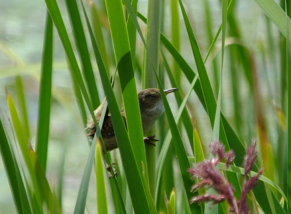 Marsh wren | Project Noah