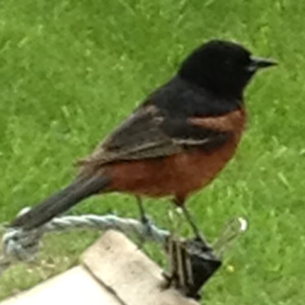 Orchard Oriole | Project Noah