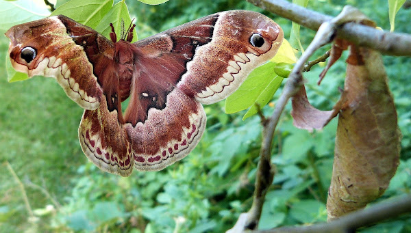 Promethea Silk Moth | Project Noah