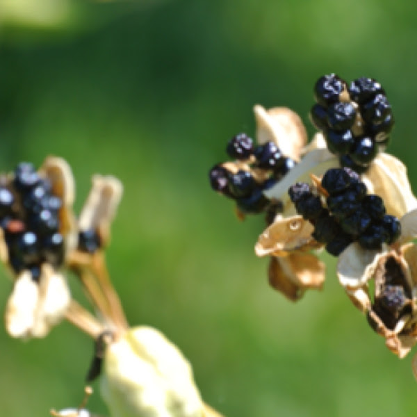 Blackberry Lily | Project Noah