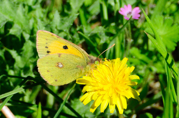 Clouded Yellow | Project Noah