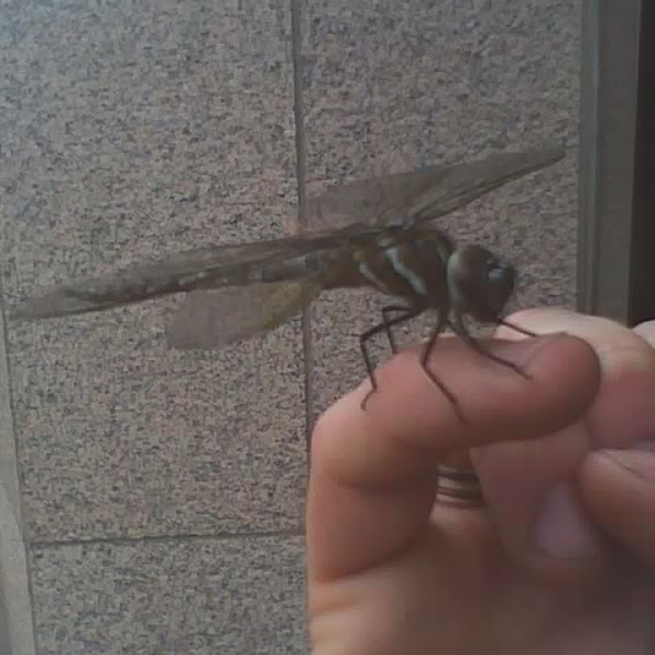 Dragonfly | Project Noah