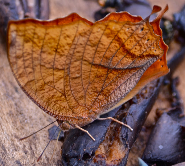 Zaretis Leafwing Butterfly | Project Noah