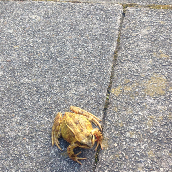 Common frog | Project Noah