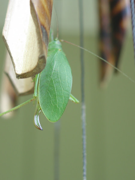Katydid | Project Noah