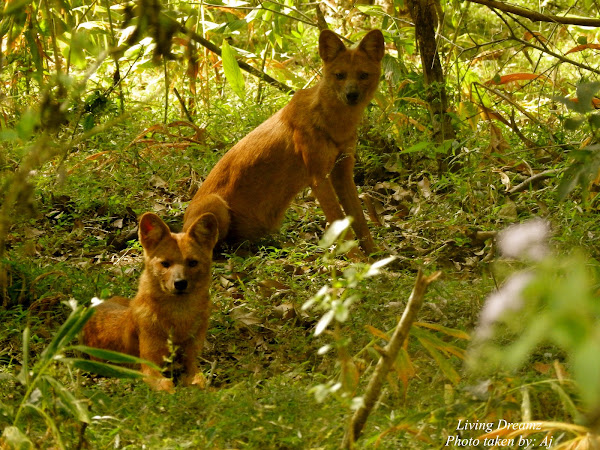 Dhole | Project Noah