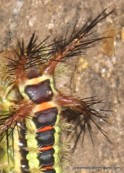 Slug Moth | Project Noah