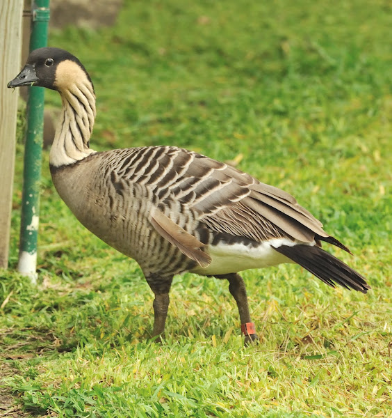 nene goose or hawaiian goose | Project Noah