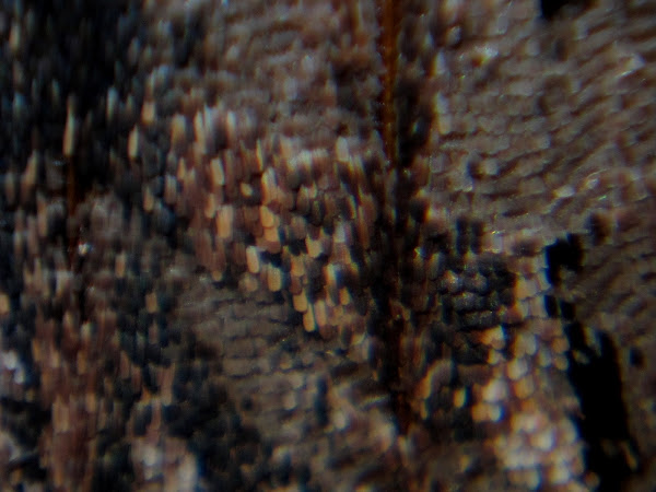 Convolvulus Hawk-moth | Project Noah