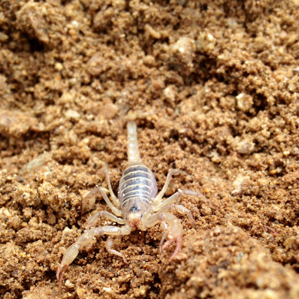 Scorpion | Project Noah