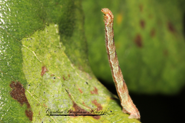 Common Eupithecia | Project Noah