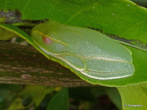 Graceful Tree Frog | Project Noah