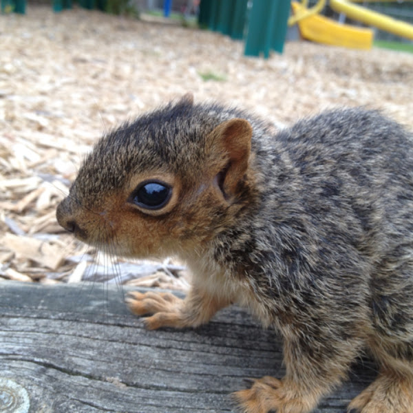 Eastern Fox Squirrel | Project Noah