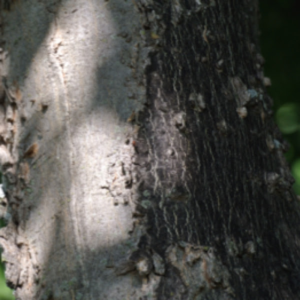 Hackberry | Project Noah