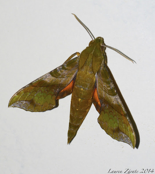 Pluto Sphinx Moth | Project Noah