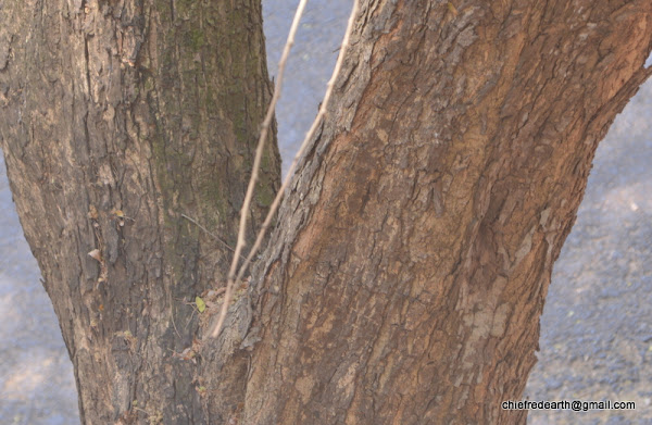 Manilla Tamarind, Madras Thorn, Sweet tamarind, जंगल जलेबी, கொடுக்காப்புளி | Project Noah