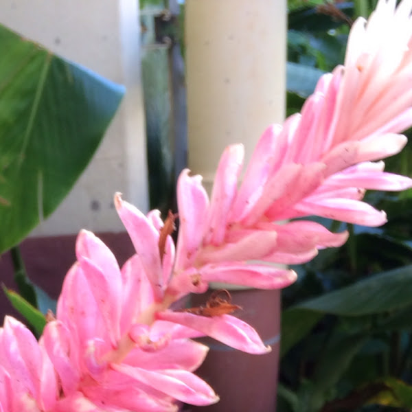 Pink cone ginger | Project Noah