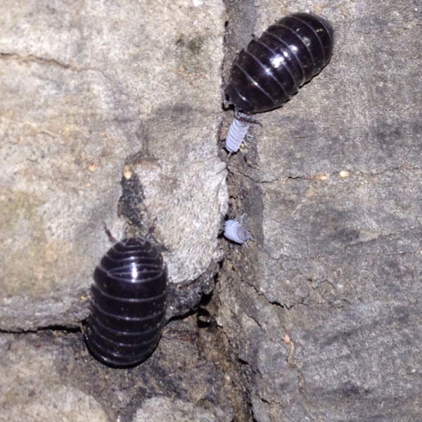 Pillbugs | Project Noah