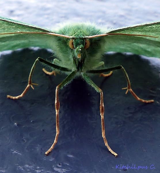 Large Emerald. | Project Noah