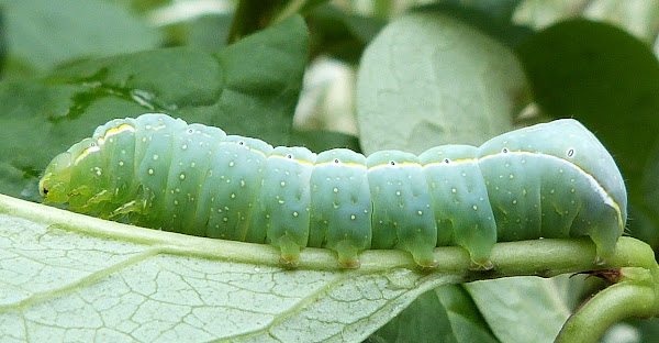 Copper Underwing Moth Caterpillar | Project Noah