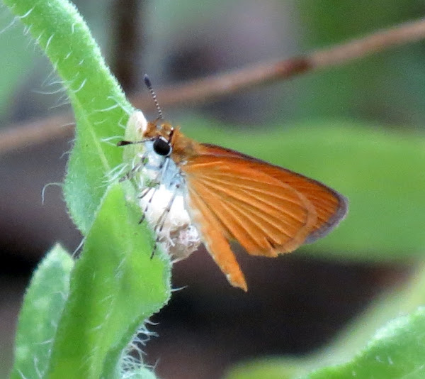 Least skipper | Project Noah