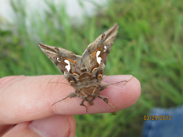 Bilobed Looper Moth | Project Noah