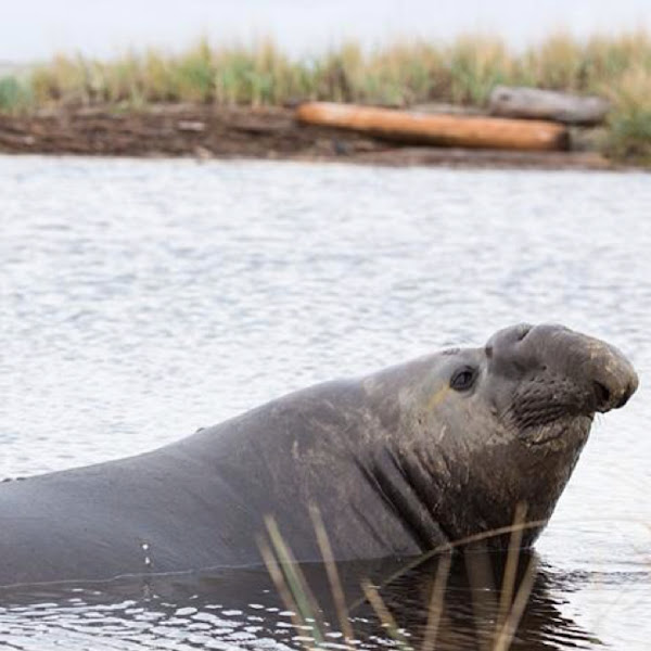 Northern Elephant Seal | Project Noah