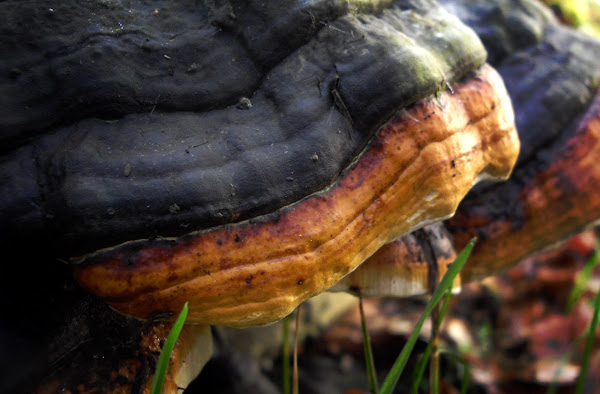 Red Banded Polypore | Project Noah