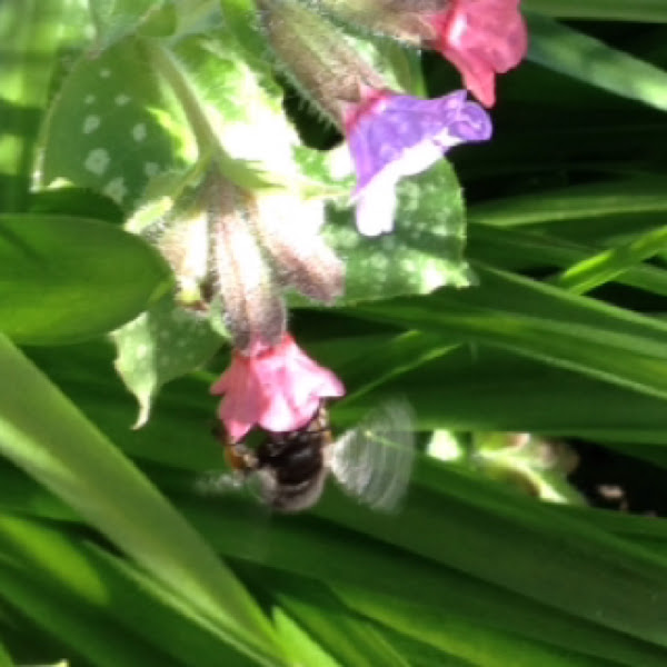 Bee-fly | Project Noah