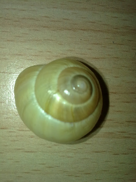 White lipped snail | Project Noah