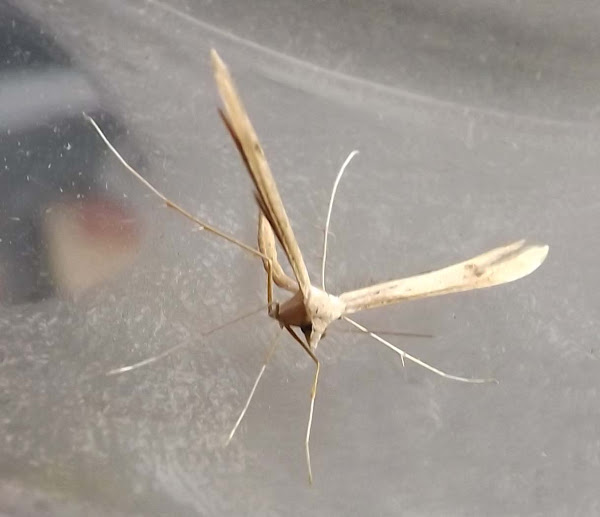 Gentian Plume Moth | Project Noah