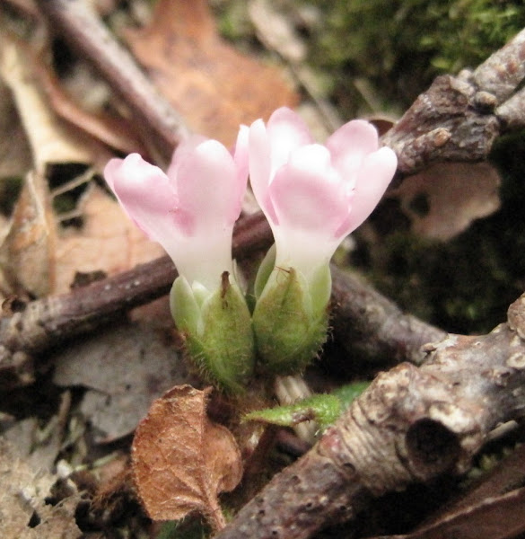 Trailing Arbutus | Project Noah