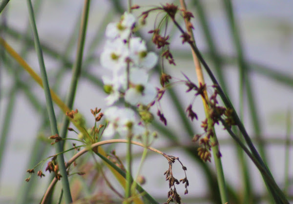 Bulltongue Arrowhead | Project Noah