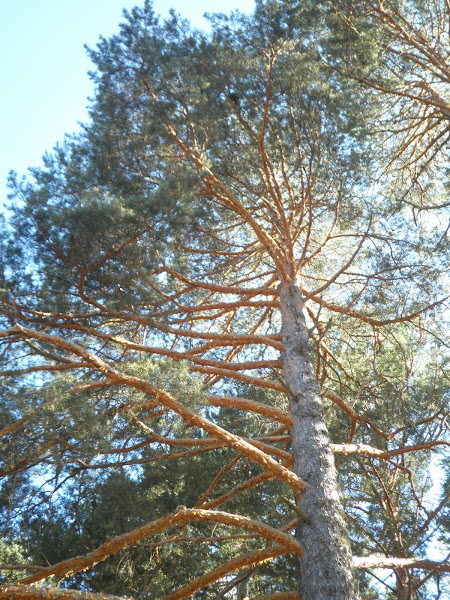 Pino de Valsaín. Scots pine | Project Noah